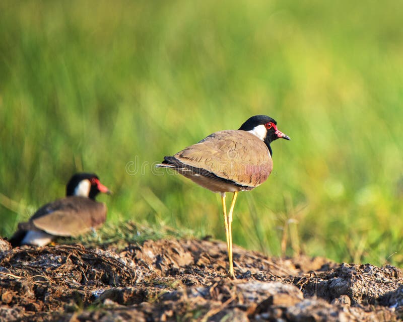 Red wattled lapwing stock image. Image of beak, habitat - 56716351