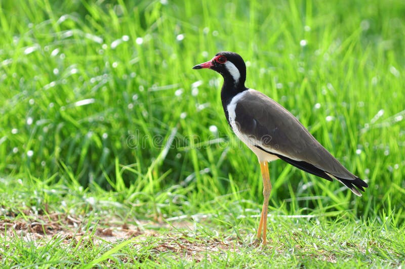 Red-wattled Lapwing (Vanellus Indicus) Stock Image - Image of birding ...