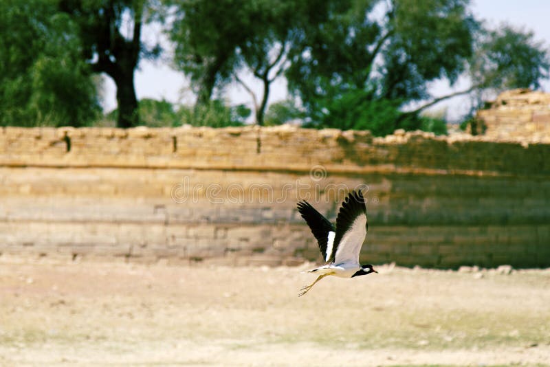 Red-wattled Lapwing (Vanellus Indicus Stock Photo - Image of migration ...