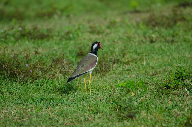 Red-wattled Lapwing Vanellus Indicus Stock Photo - Image of indicus ...