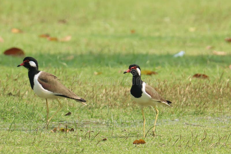 Red-wattled Lapwing (Vanellus Indicus) Walking on Grassland Stock Photo ...