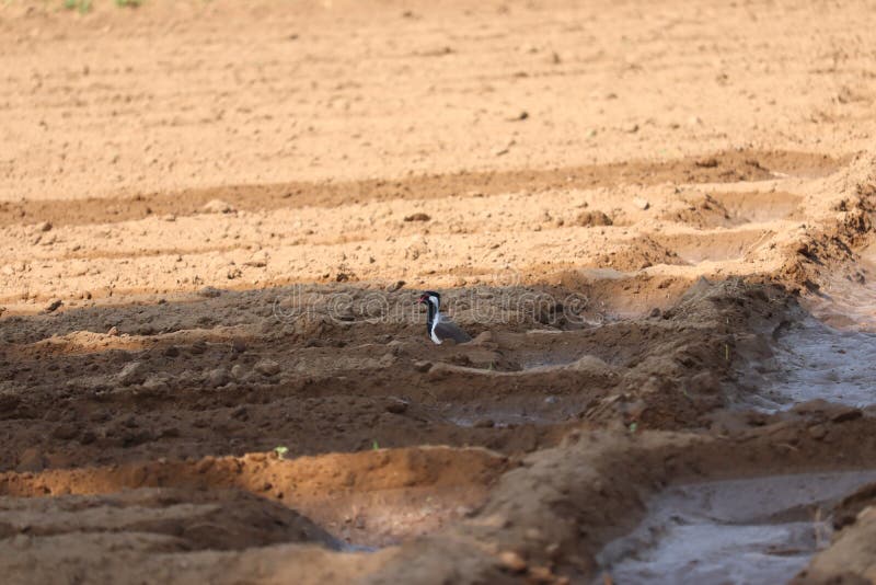 Red Wattling Lapwing, India Foto de archivo - Imagen de concepto ...