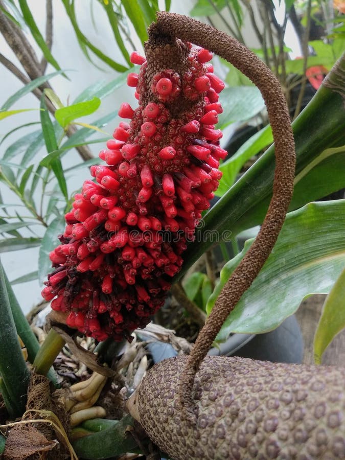 The red wave love flower stock image. Image of flower - 293510083