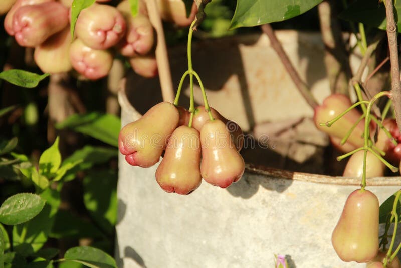 Red Wax Apple in a Steel Drum Stock Photo - Image of ingredient, pink ...