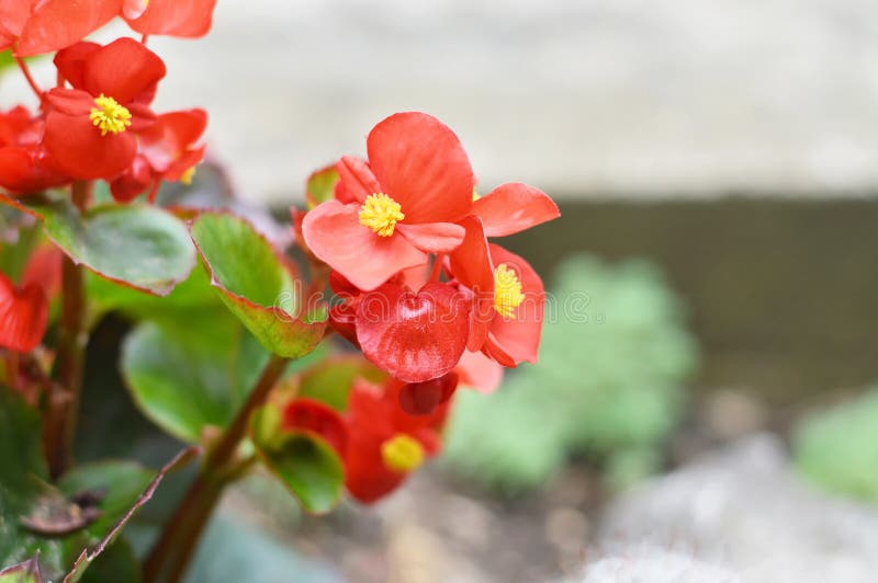 Red Wax Begonia Flower Close Up. Begonia Semperflorens Stock Photo ...