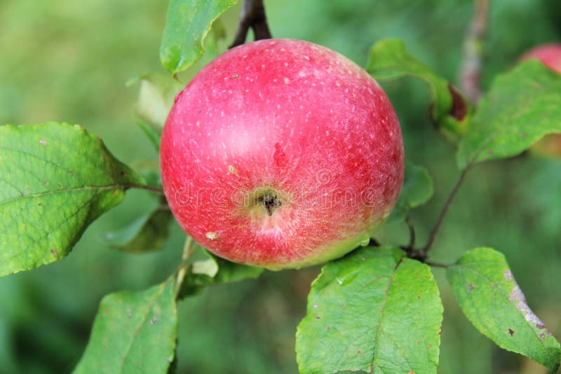 Red Wealthy Apple Apple Tree Branch Stock Photos - Free & Royalty-Free ...