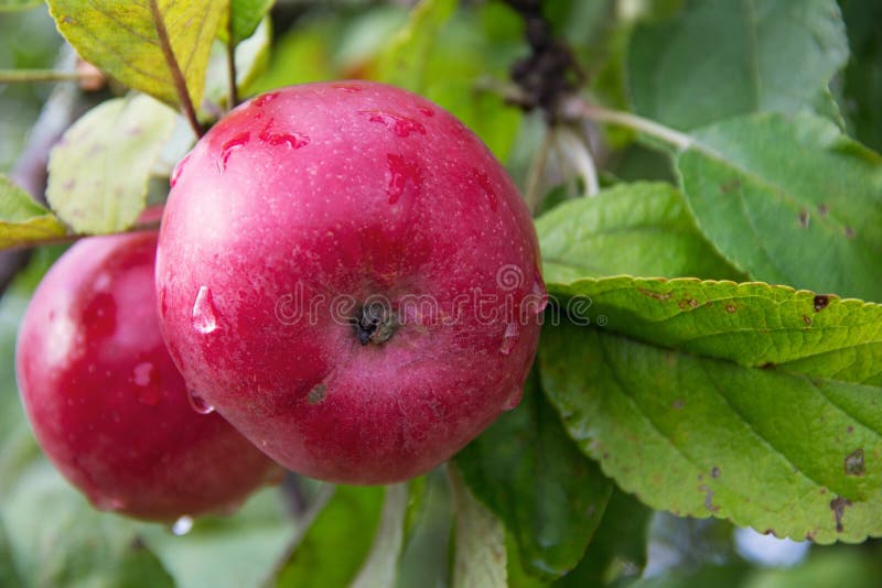 Red Wealthy Apples on Apple Tree Branch. Stock Photo - Image of color ...