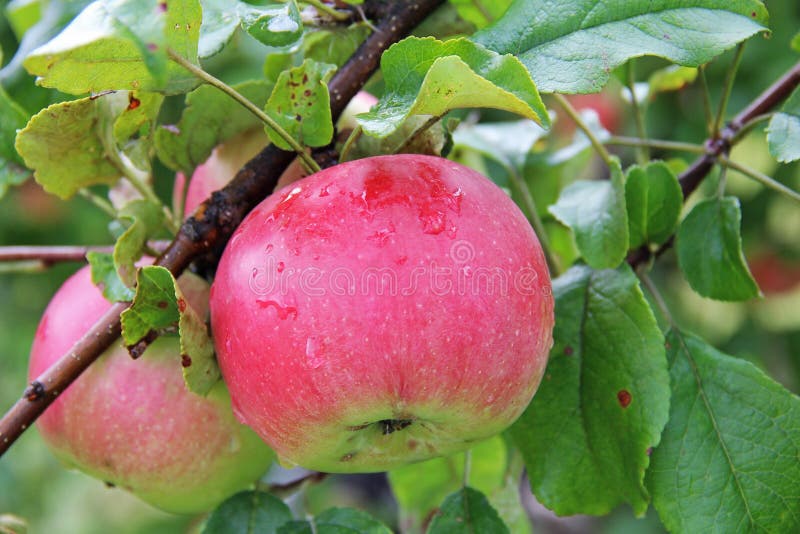 Red Wealthy Apples on Apple Tree Branch. Stock Photo - Image of ...