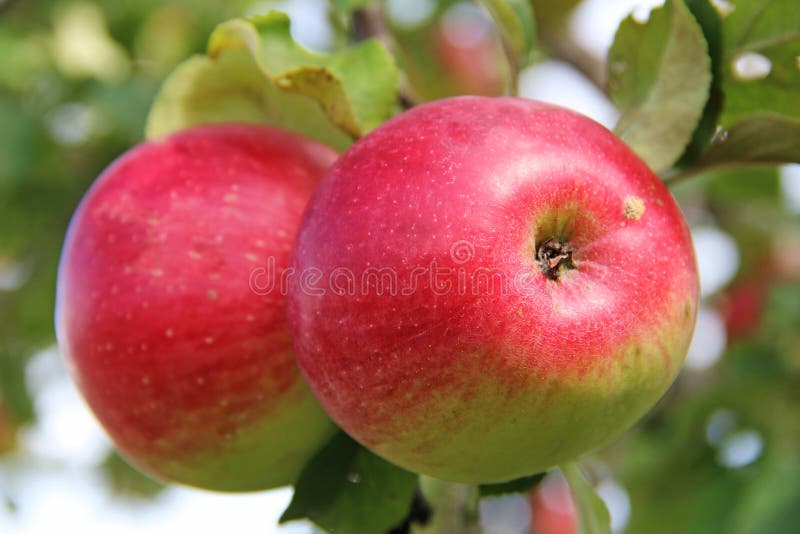 Red Wealthy Apples on Apple Tree Branch. Stock Image - Image of ...