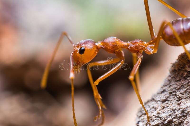 Red weaver ant stock photo. Image of macro, nature, weaver - 39381730
