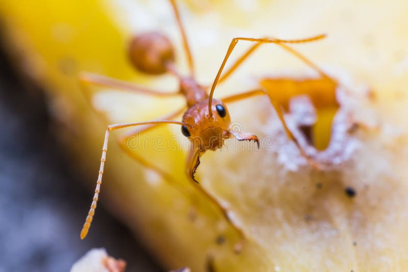 Close Up Of Red Weaver Ant With Wide Open Mandibles And Ready To Stock ...