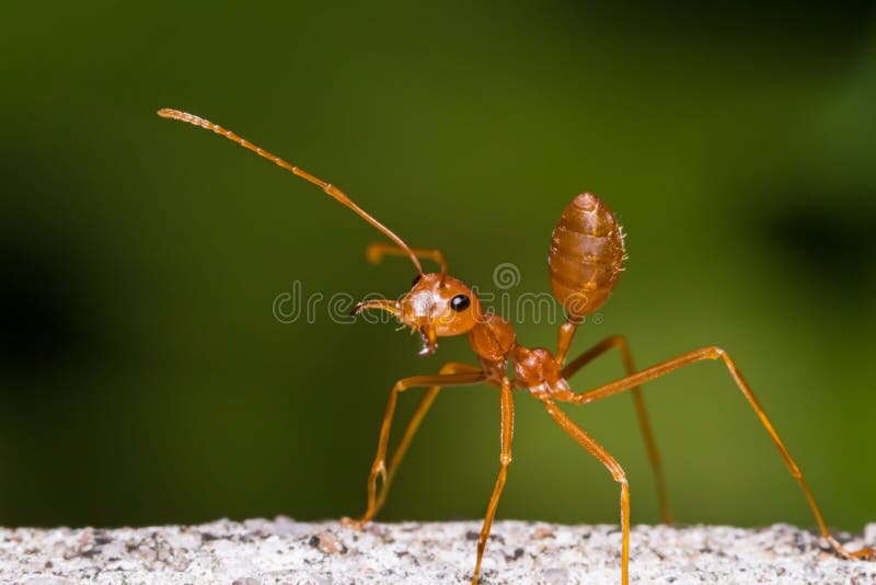 Red weaver ant stock image. Image of oecophylla, wildlife - 41232455