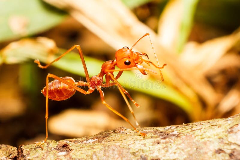 Red weaver ant stock photo. Image of prey, weaver, wild - 41211892