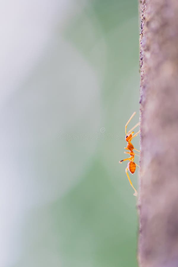 The Macro Close-up of Red Weaver Ant on the Tree Stock Photo - Image of ...