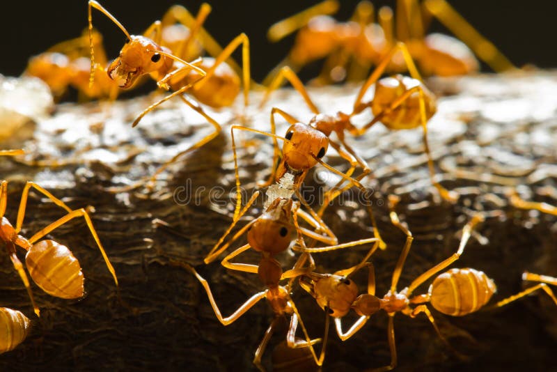 Weaver Ants stock image. Image of weaver, brown, oecophylla - 6494497