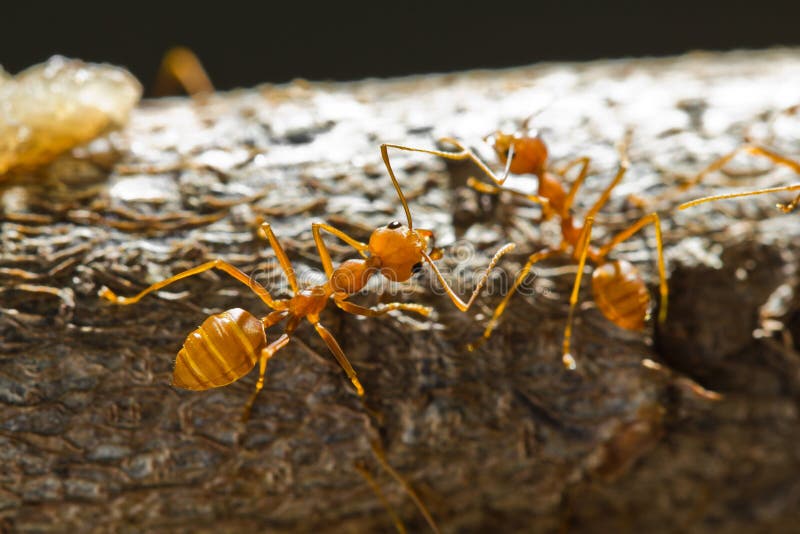 Weaver Ants stock image. Image of weaver, brown, oecophylla - 6494497