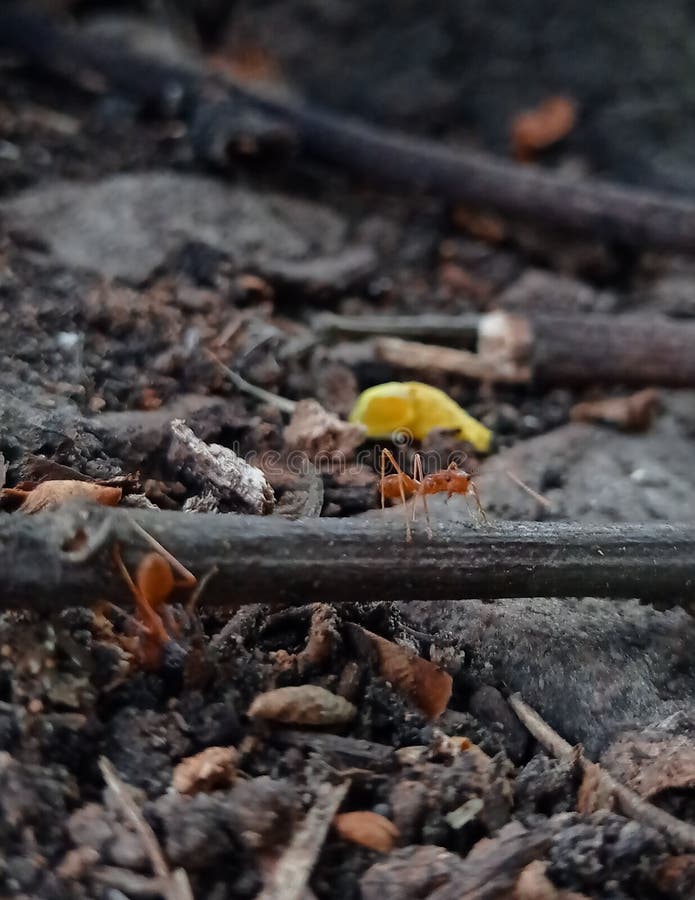 Red Weaver Ants are Active on the Branches Stock Photo - Image of ...