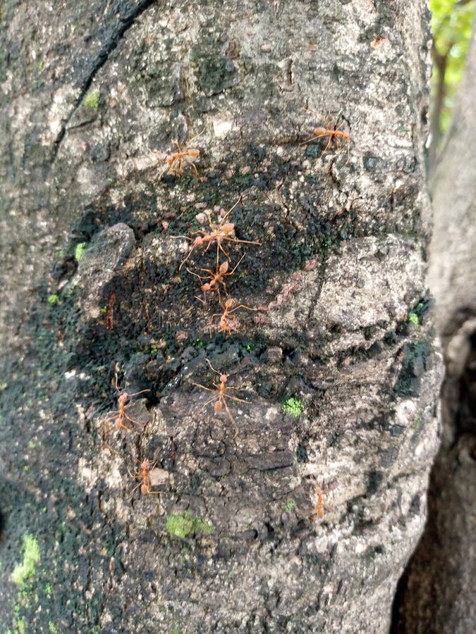Red Weaver Ants Colonies on the Tree Stock Photo - Image of weaver ...