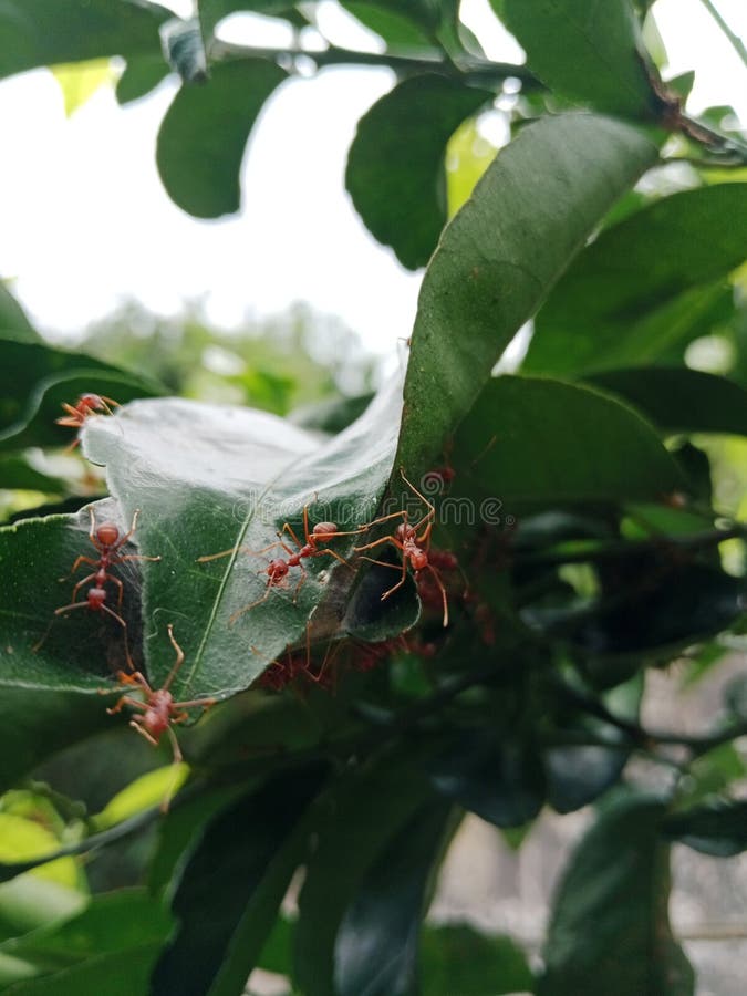 Red Weaver Ants on Green Leaves Stock Photo - Image of ants, green ...