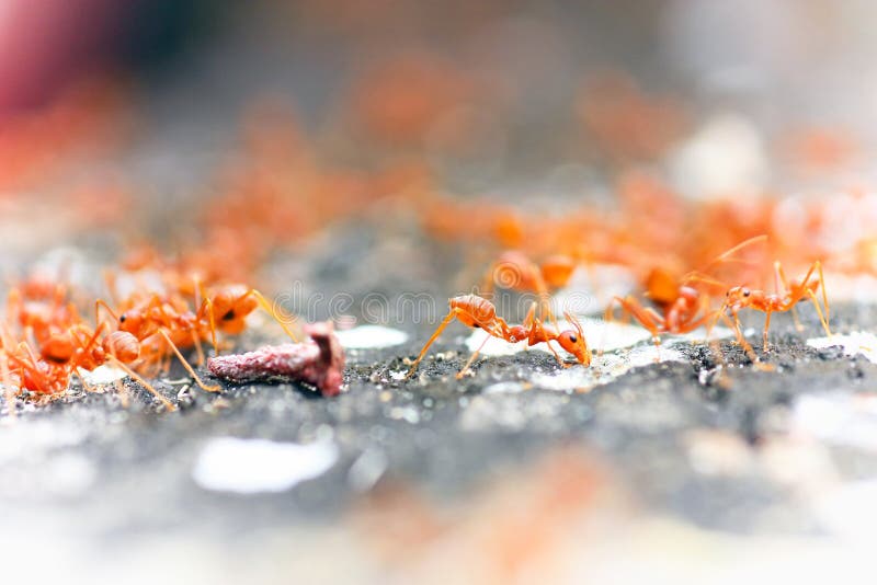 Red weaver ants stock image. Image of nature, smaragdina - 29833915