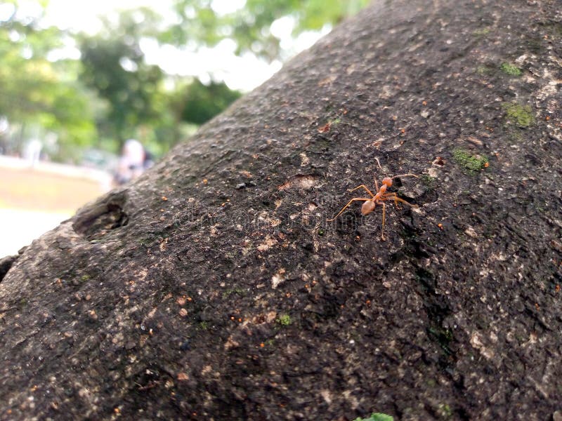Red Weaver Ants on the Tree Stock Image - Image of outdoor, park: 266277653