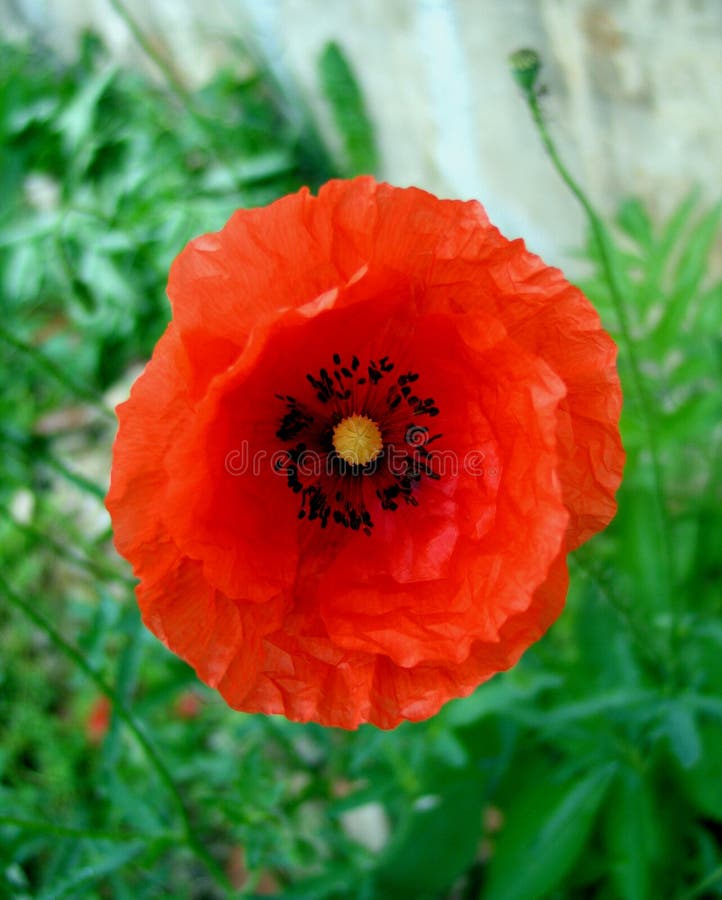 Red-weed stock photo. Image of weed, rose, nature, flower - 1083642