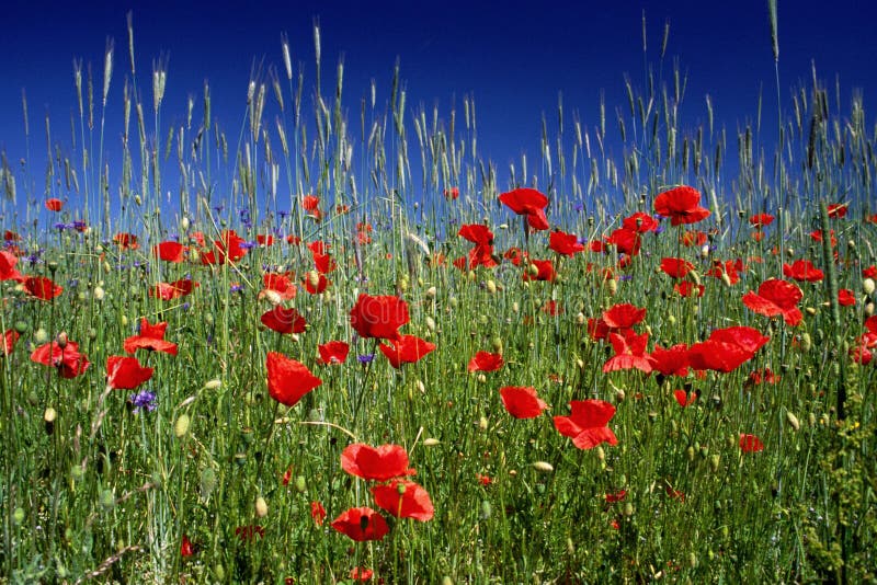 Red-weed stock image. Image of papaver, weed, meadow - 11622821