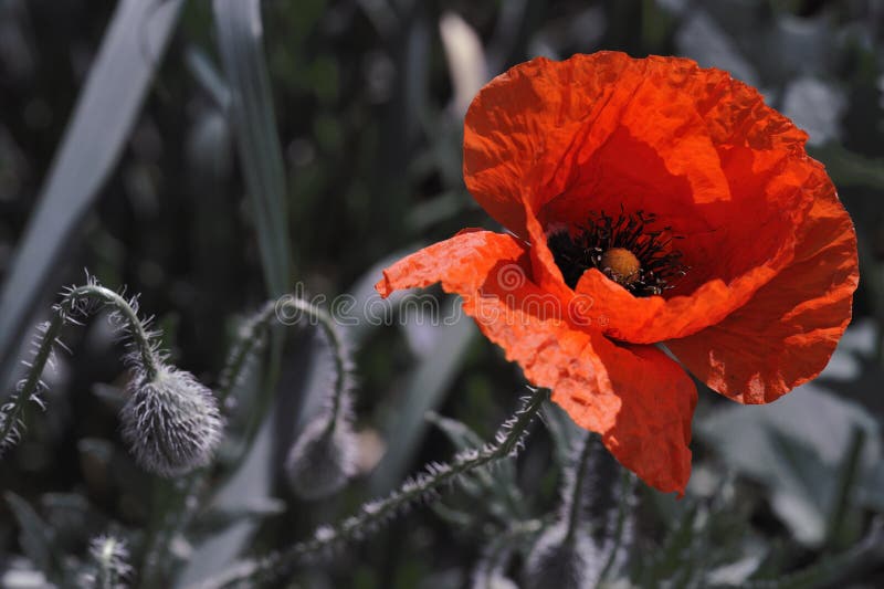 Red weed stock image. Image of field, detail, light, botanic - 19809615