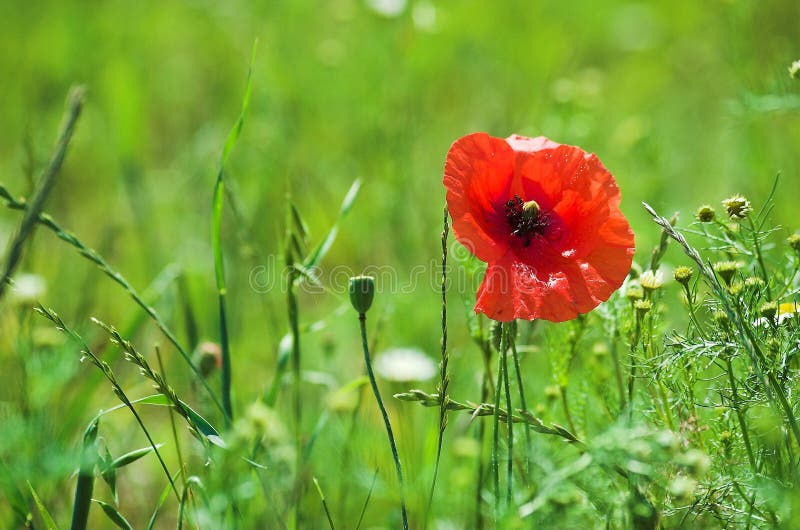 Red-weed stock photo. Image of nature, garden, landscape - 2613426