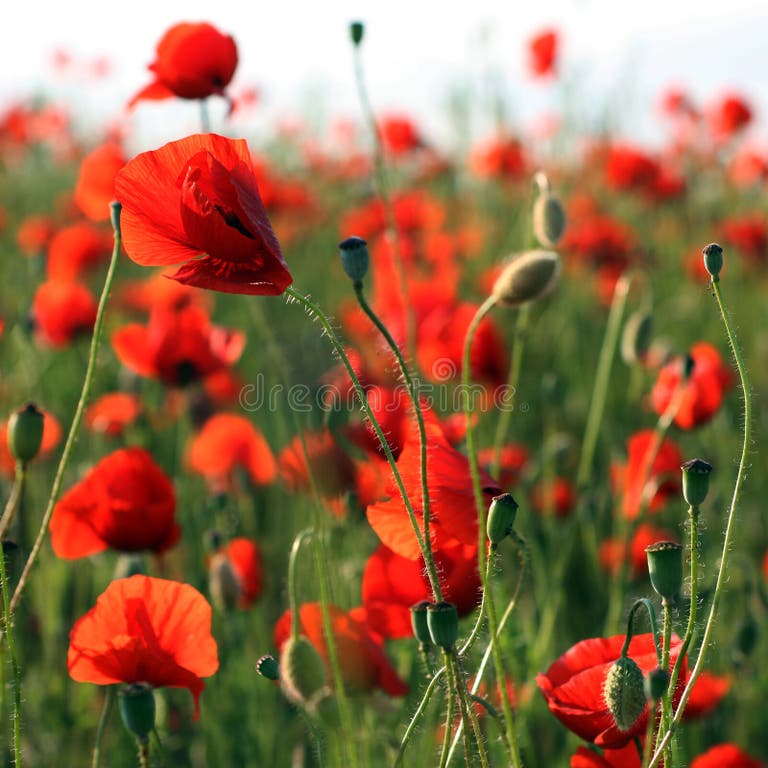 Red weed stock image. Image of poppy, weed, flower, green - 5602717