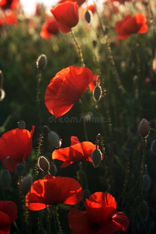Red weed stock photo. Image of summer, grass, poppy, plant - 5602756