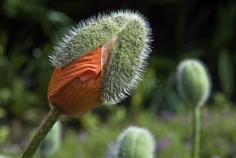 Red-weed stock photo. Image of macro, detail, poppy, weed - 6954058