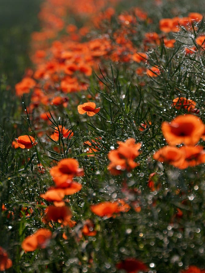 Red Weed stock photo. Image of poppy, herb, field, sunshine - 70067794