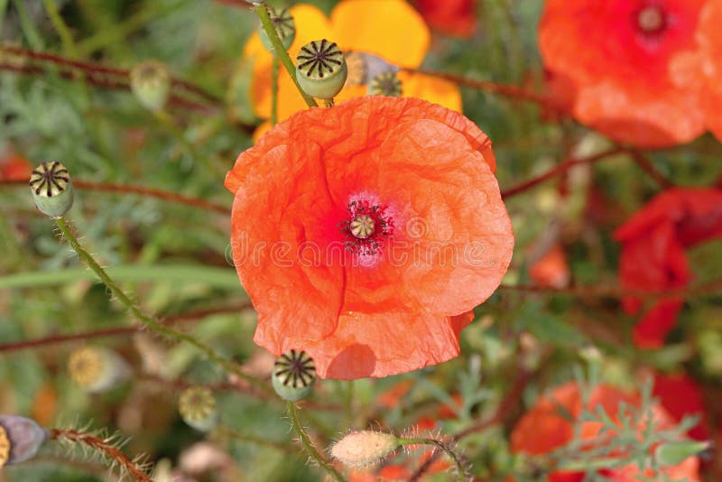Red Weed Flowers stock photo. Image of blooming, bloom - 32359646