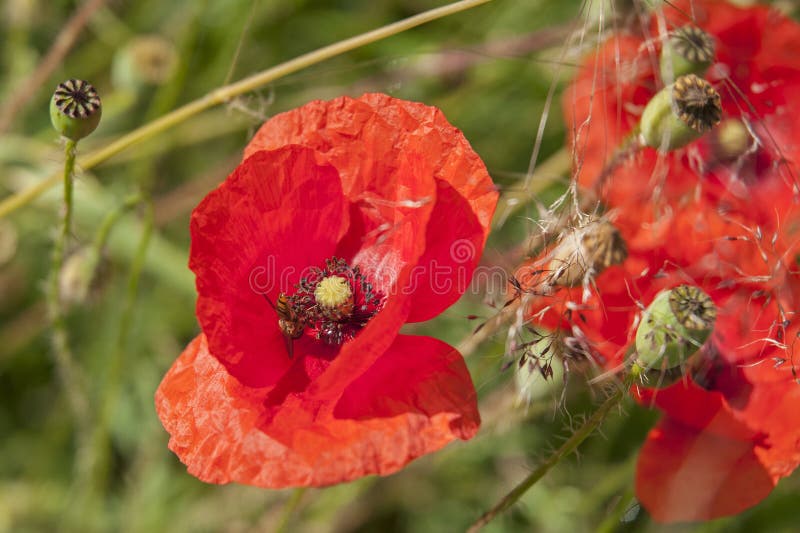 Red weed stock image. Image of seed, weed, nectar, park - 51086121