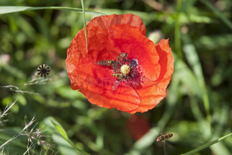 Red weed stock image. Image of animal, wild, blossom - 51086177