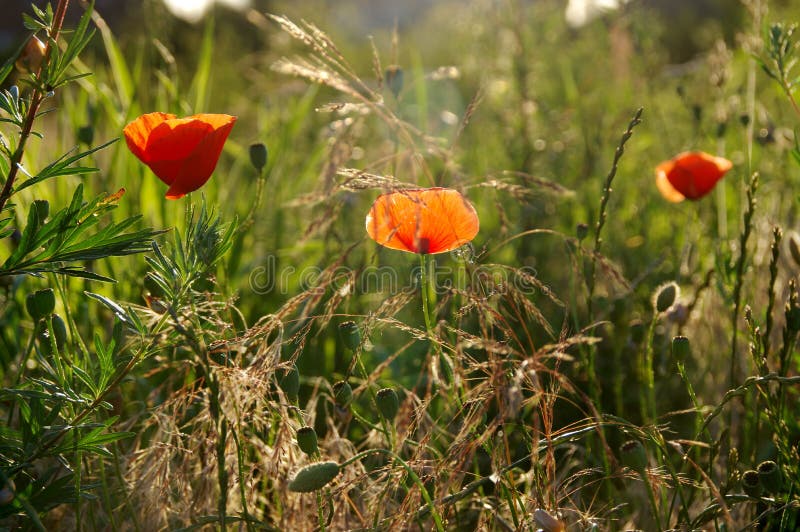 Red weed on meadow stock photo. Image of head, summer - 96255486