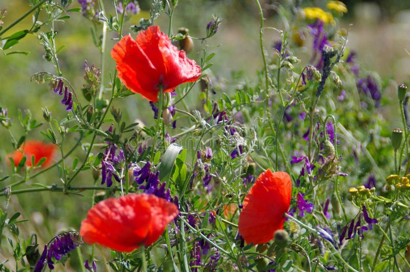 Red weed on meadow stock photo. Image of summer, garden - 96255564