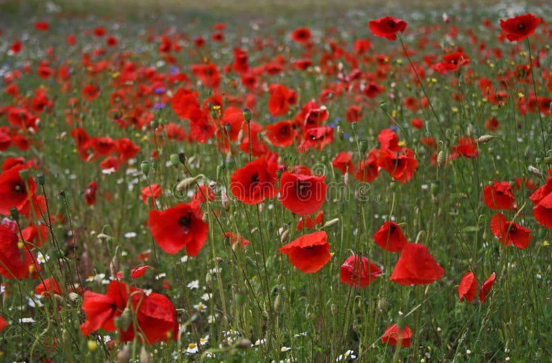 Red weed meadows stock photo. Image of drop, beautiful - 12996660