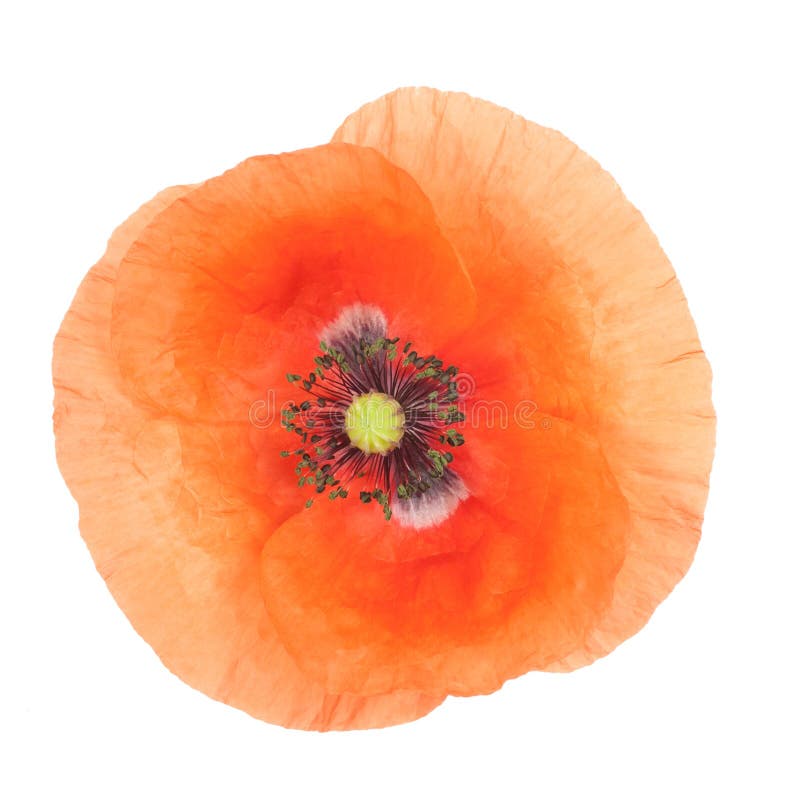 Red weed stock image. Image of thrum, green, nature, botany - 33012139