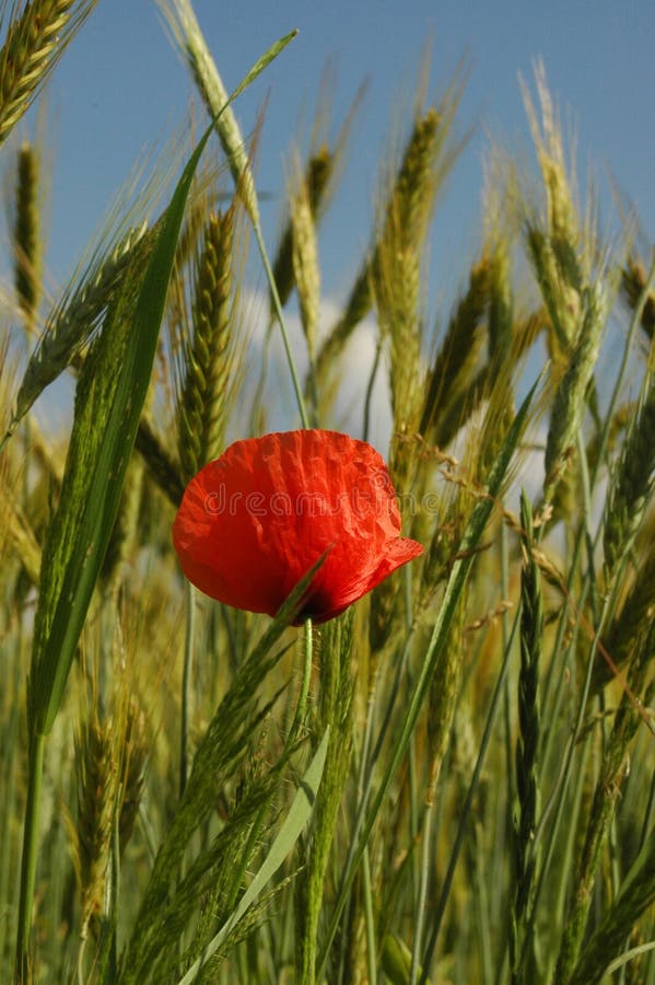 Red weed stock image. Image of rhoeas, outdoors, green - 51153901