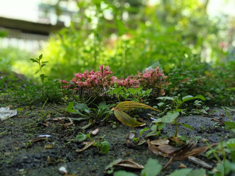 The Red Weeds are among the Tall Green Grass Stock Photo - Image of ...