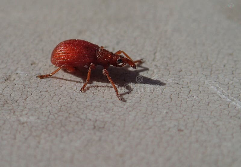 Red weevil stock image. Image of arthropod, animal, weevil - 102875323