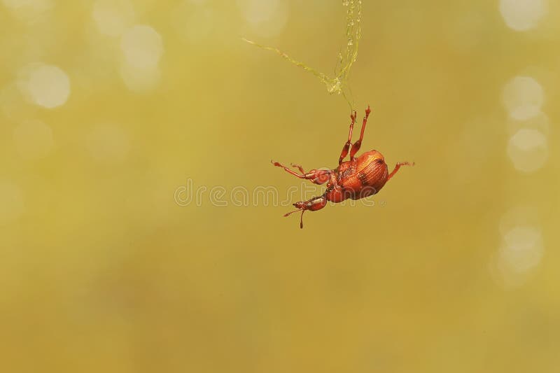Red Weevils Mating on a Grass Stem Stock Photo - Image of drawing, wing ...