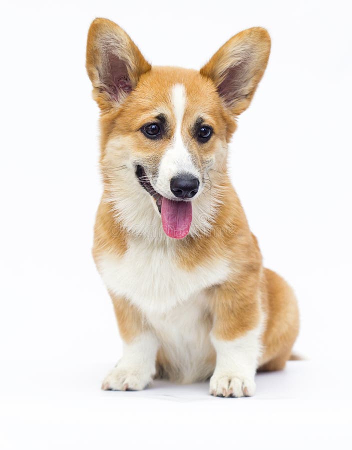 Red welsh corgi puppy stock image. Image of young, ginger - 155087519