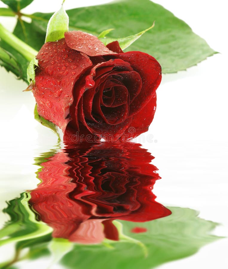 Red Wet Rose Over White with Reflection Stock Image - Image of single ...