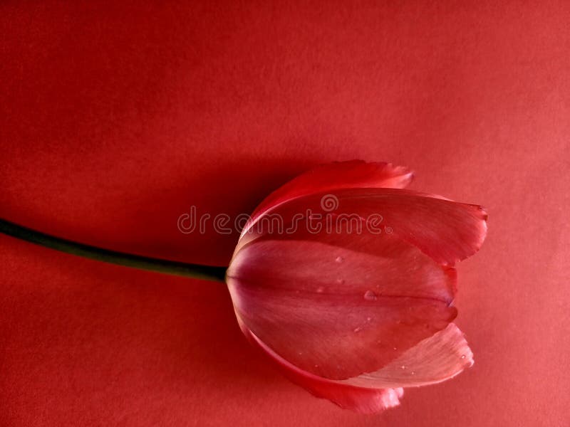 Red Tulip on Red Background Stock Photo - Image of petal, droplet ...