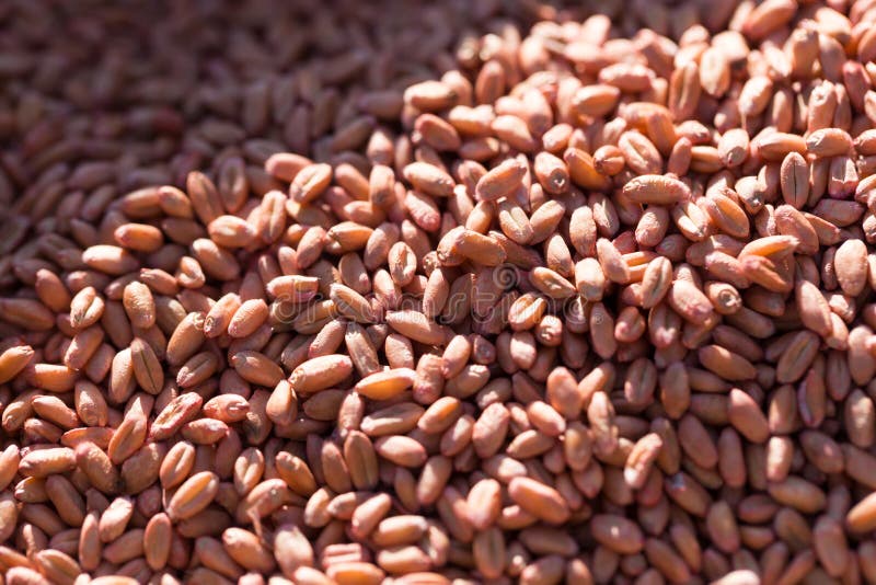 Red wheat as background stock photo. Image of yellow - 106069832