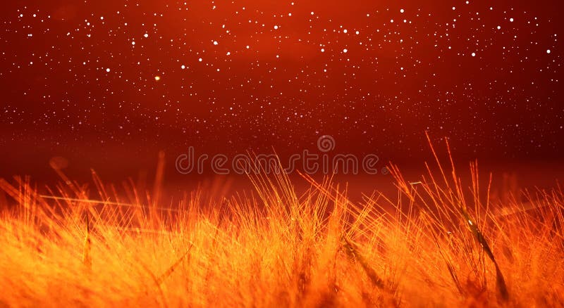 Red Wheat Field Covered with Light, Ultrawide Background Stock Image ...