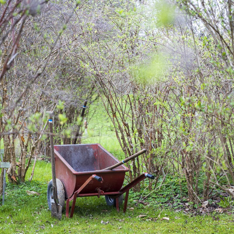 Red Wheelbarrow in a Garden Surrounded Stock Photo - Image of outdoor ...